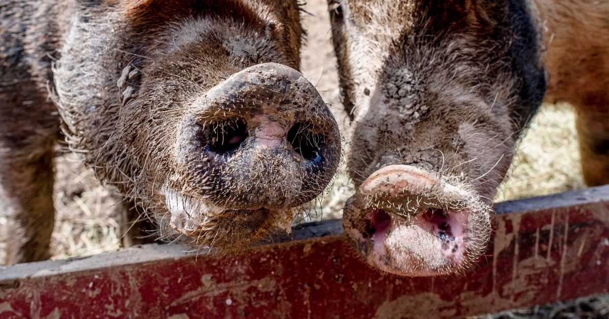 How 2 emaciated pigs in Williamstown shed light on the lack of animal ...