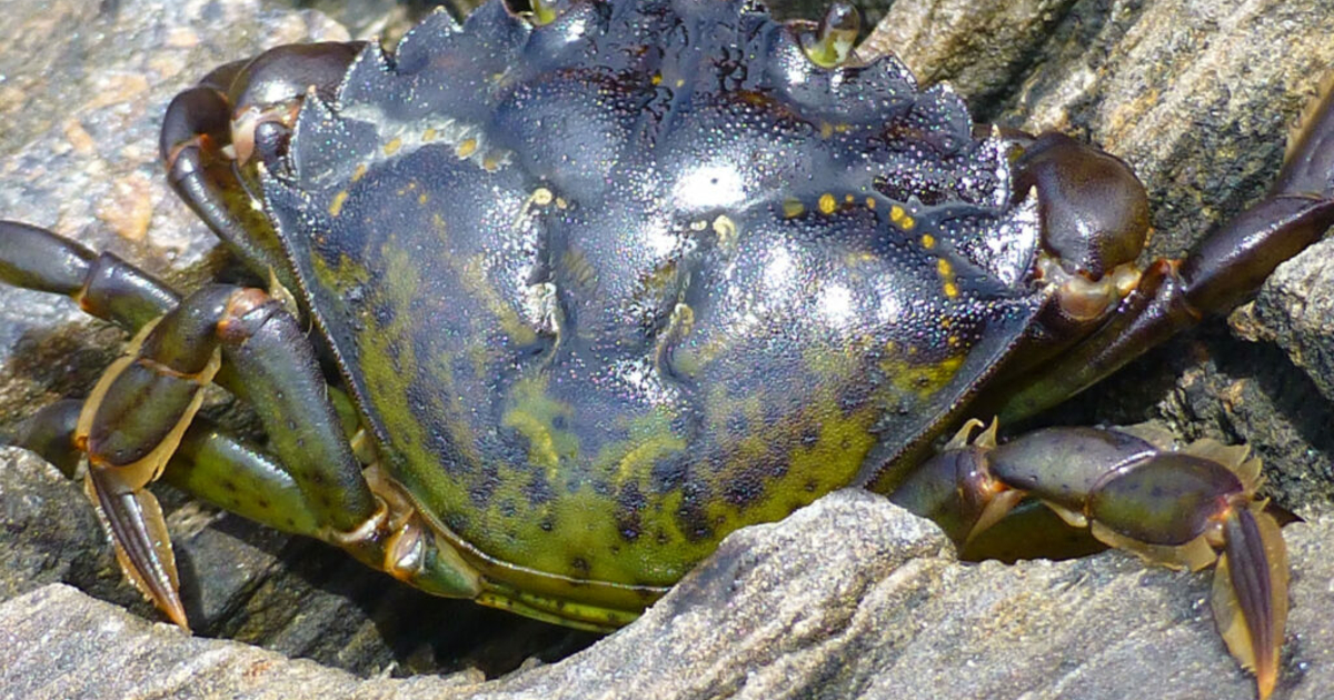 Metlakatla residents and partners trying to eject invasive crabs from ...