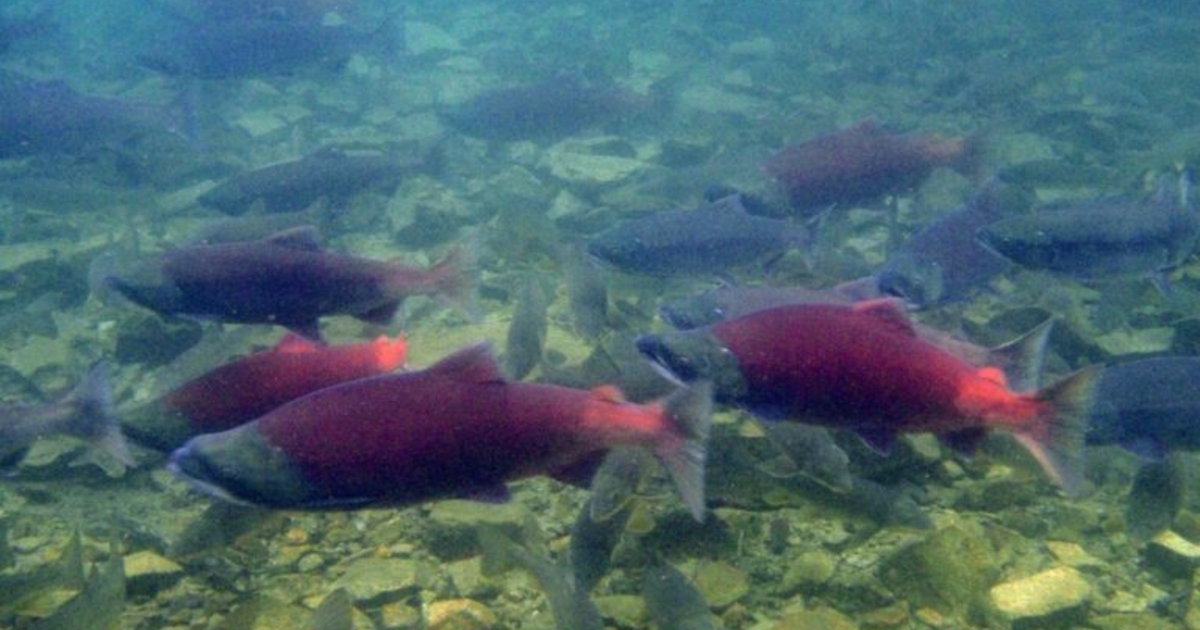 Alaska leaders petition the U.S. Supreme Court for reversal of EPA ban ...