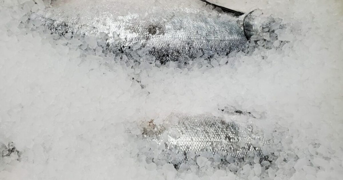 Alaska trollers will feel pain and unnecessary hardship from ruling on ...