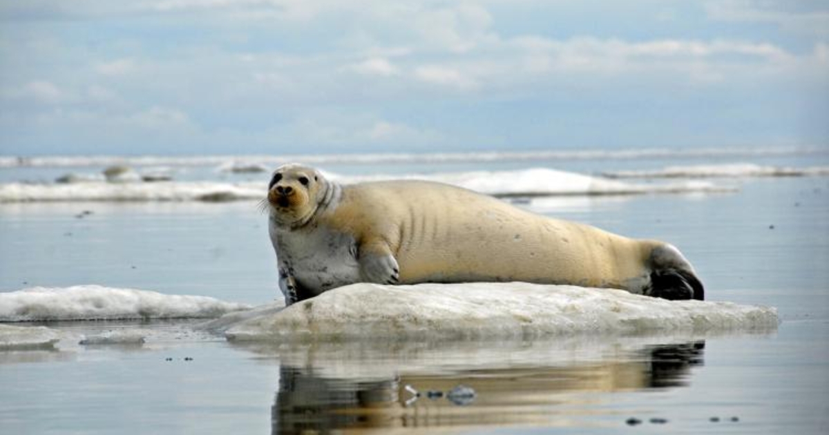 Habitat protections for Alaska ringed and bearded seals reinstated by ...