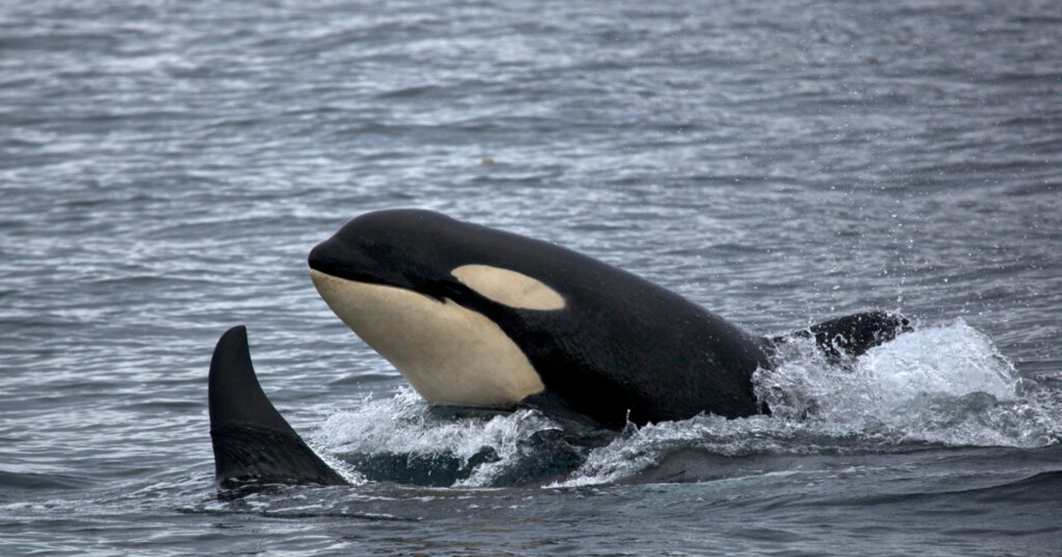 Bottom-trawl gear to blame for most of this year’s fishery-related ...