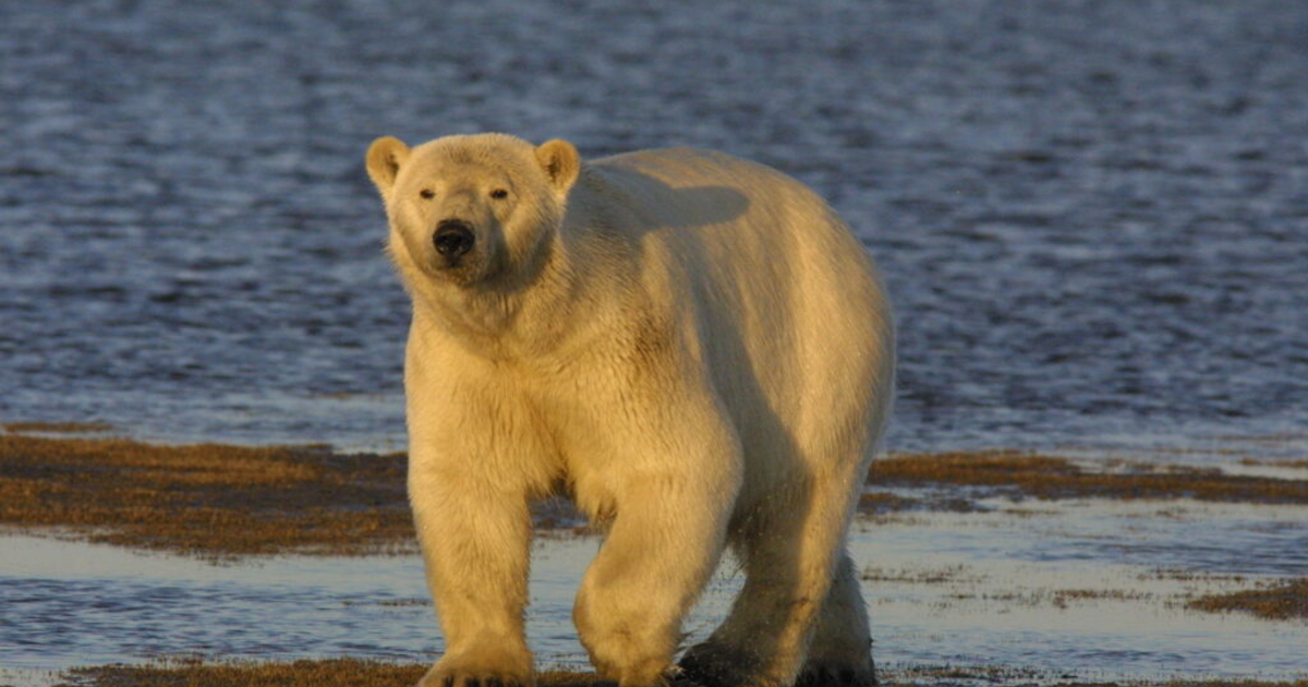 Avian influenza death of Alaska polar bear is a global first and a sign ...