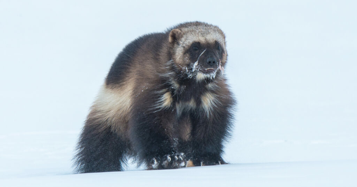 Study gives updated estimate for wolverine population on Alaska’s North ...