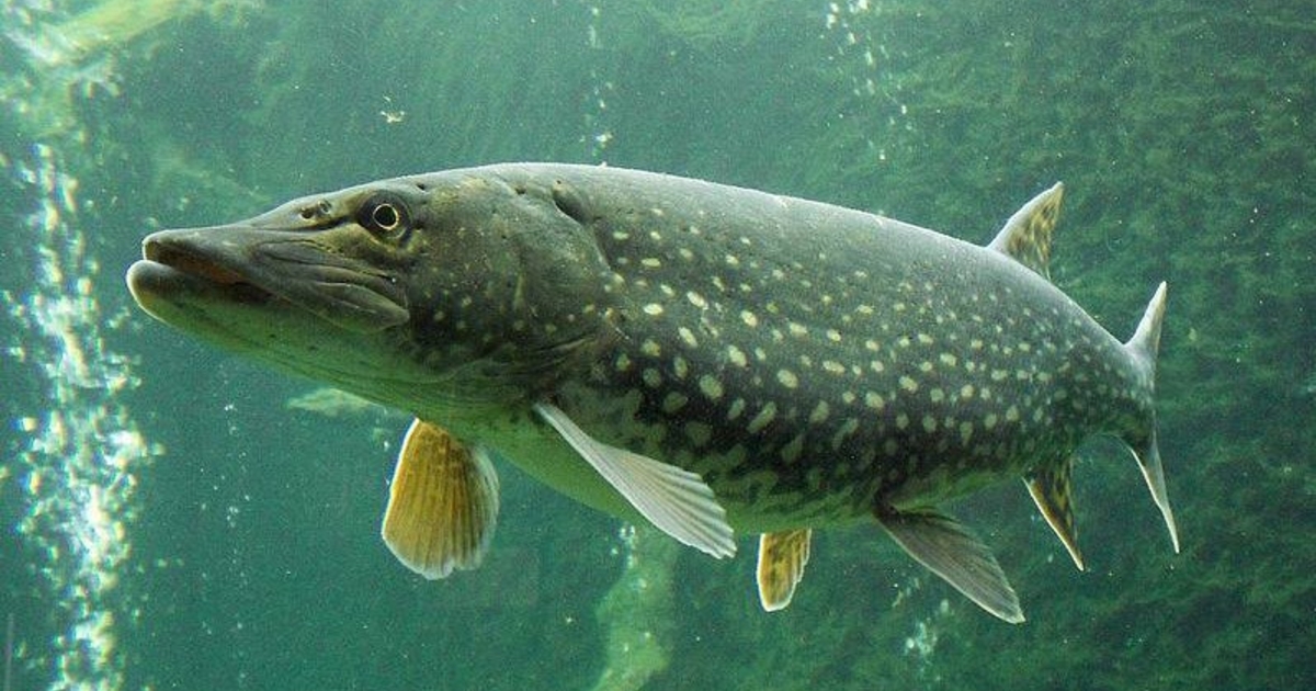 Invasive freshwater fish able to swim through Alaska’s Cook Inlet ...