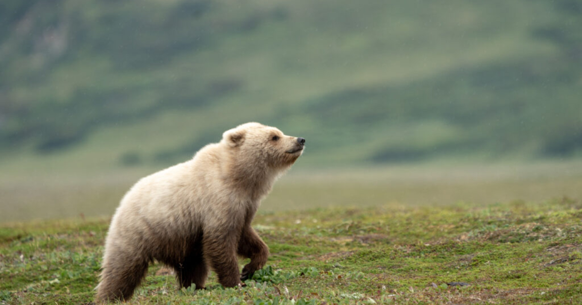 Restraining order on Alaska bear cull to be in place until state fixes ...