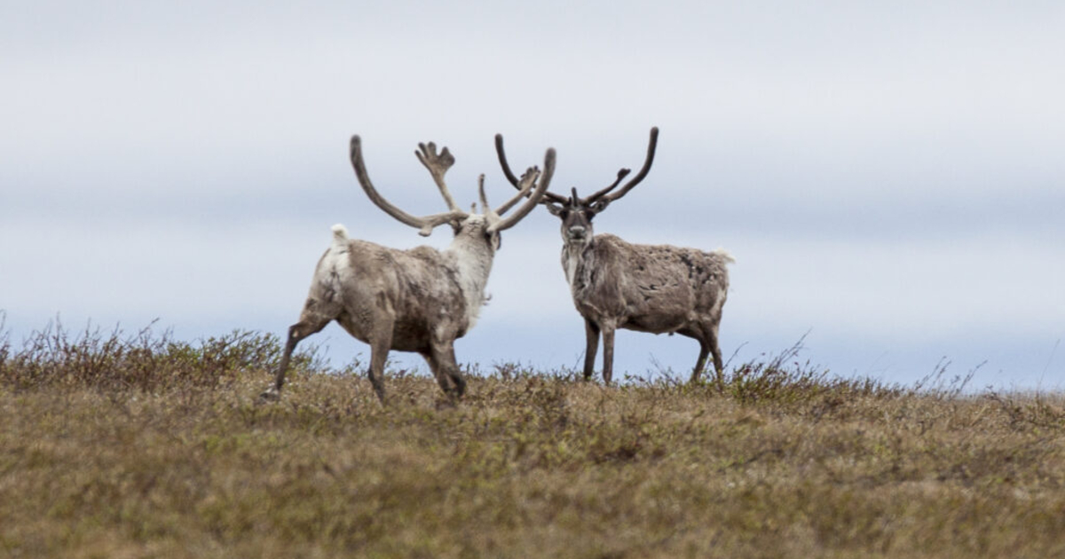 Federal government appeals decision that blocked oil drilling in Alaska ...
