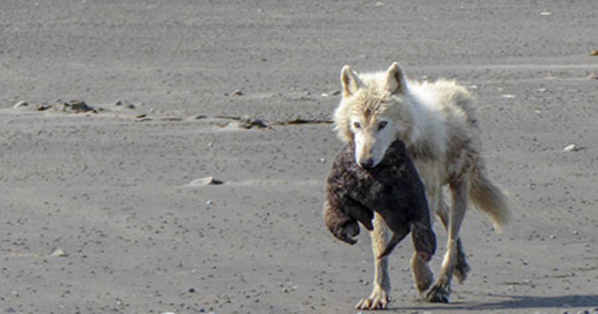Alaska wolves have toxic levels of mercury after switch to sea otter ...