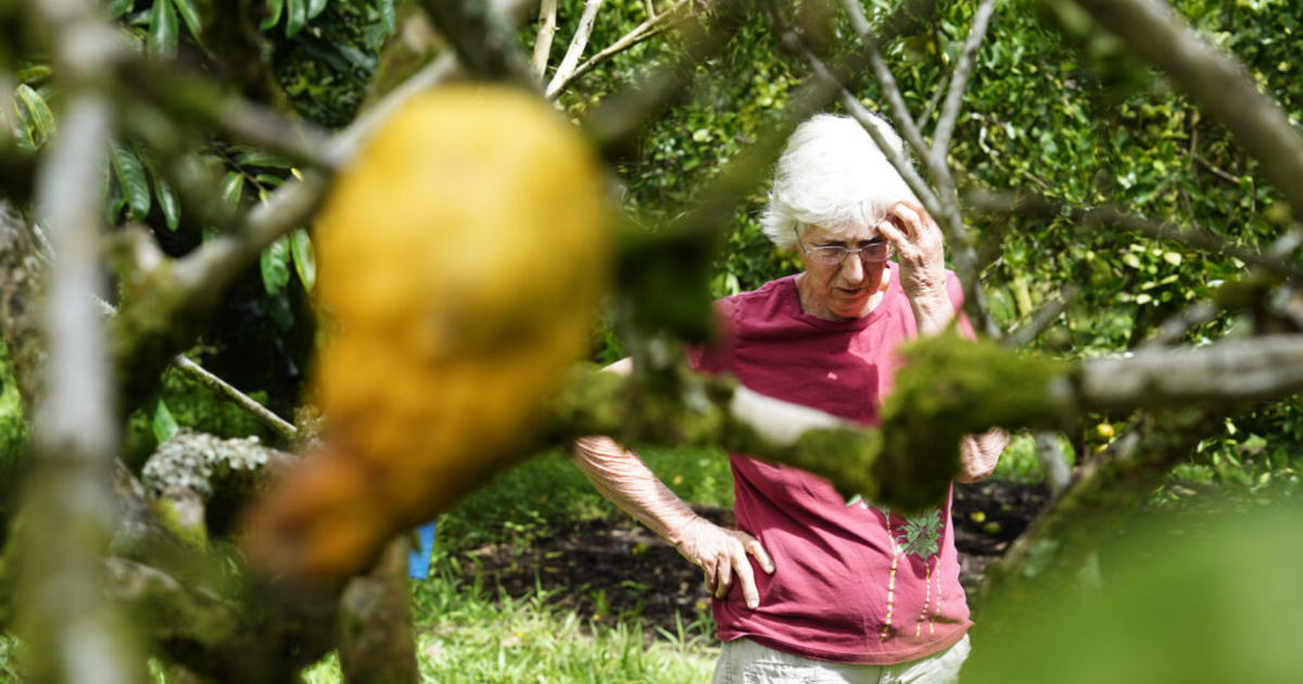 Another Destructive Beetle Is Spreading, Killing Hawaiʻi’s Trees | News ...