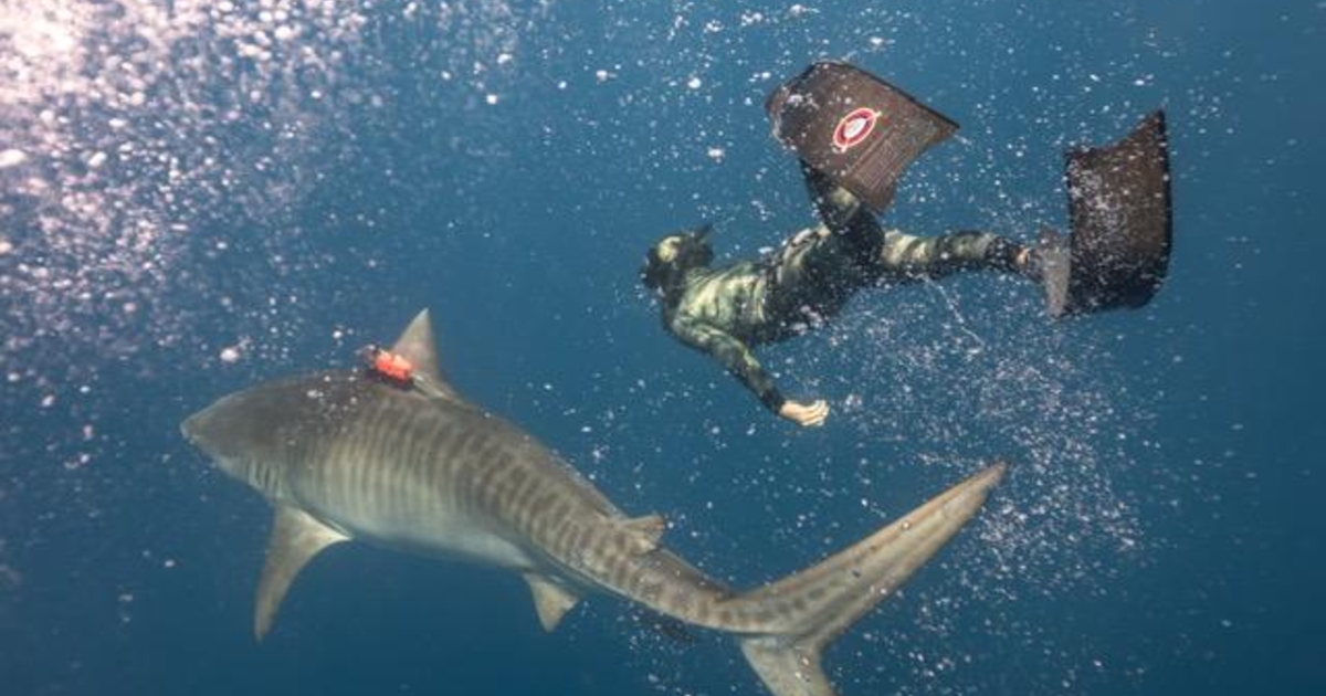 A New Insight Into Mysterious Tiger Shark Mating Behavior Off Maui ...