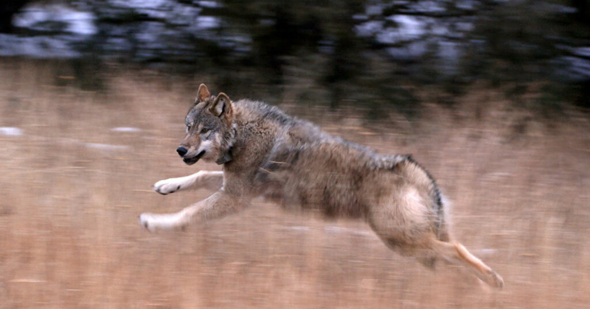 Colorado to capture Canadian wolves for second year of reintroduction ...
