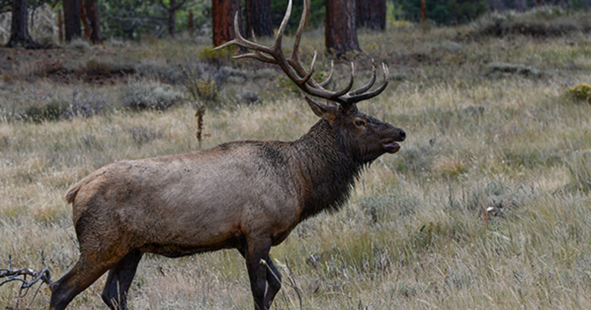 Federal policies put public lands elk habitat on the chopping block ...
