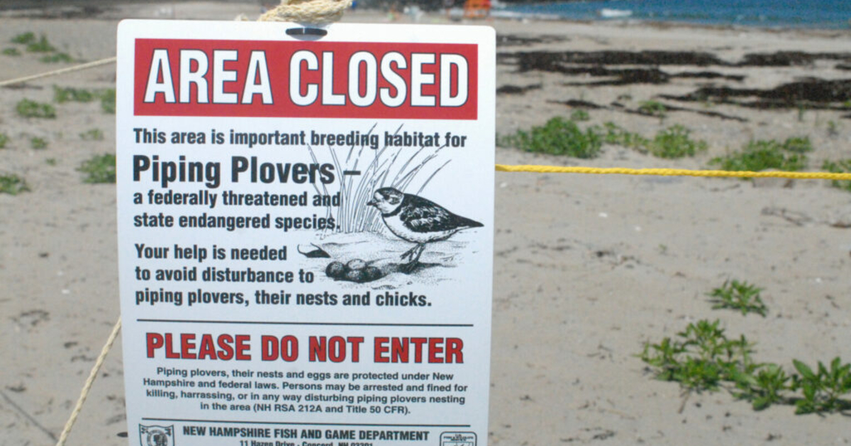 N.H. beaches see record number of piping plover nesting pairs | News ...