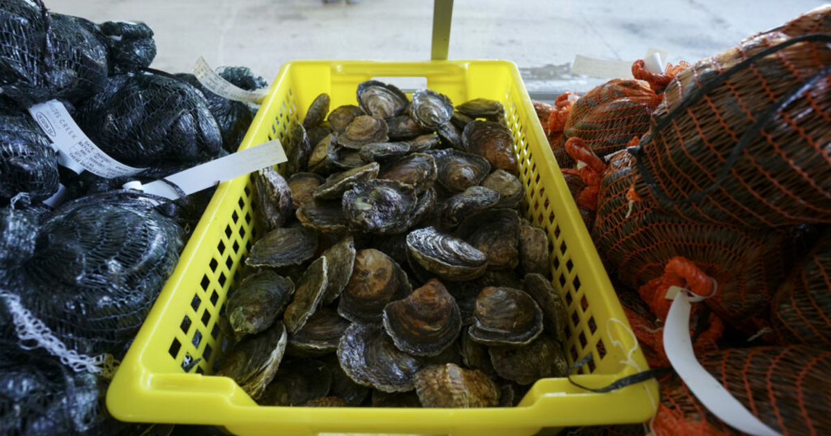 Contested Point Judith Pond aquaculture farm heads to CRMC Tuesday ...