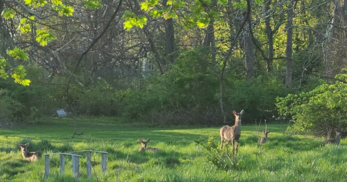 Deer sighting survey, hunting license application period opens Thursday ...