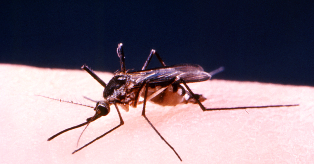 State officials warn of ‘significant risk’ for EEE, West Nile in ...