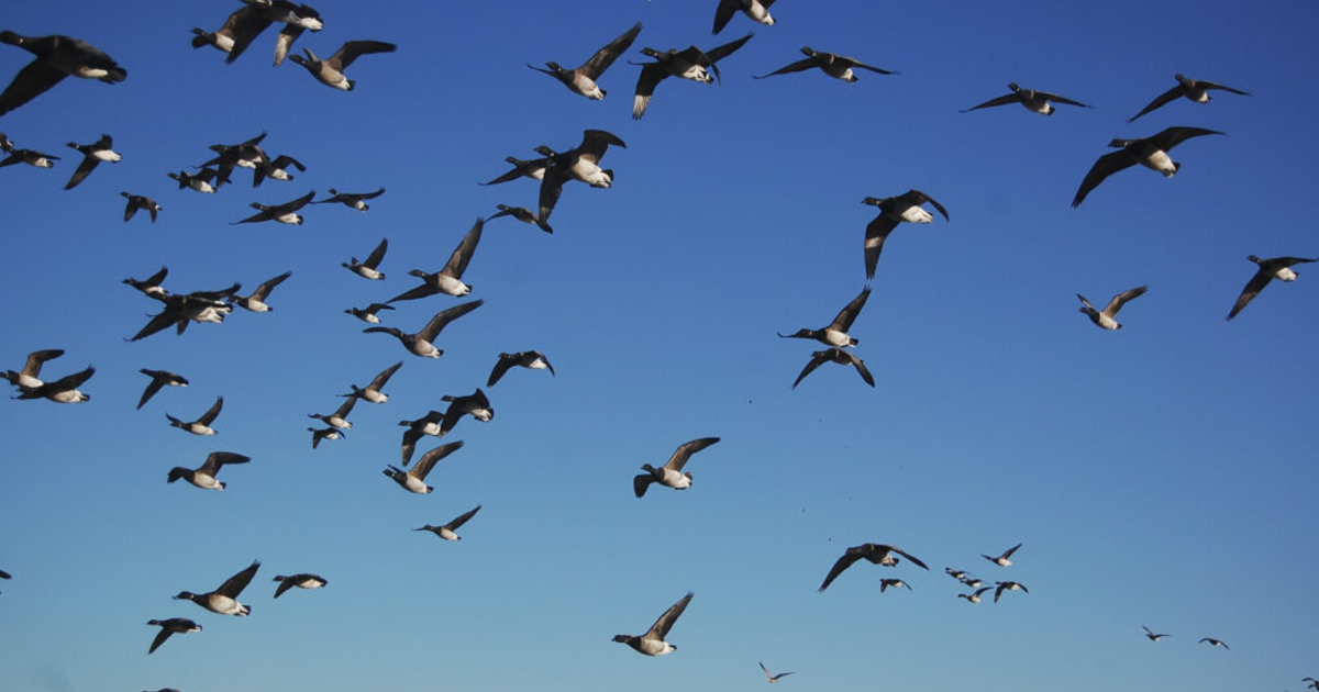 Flock of domestic birds euthanized in Washington County after lab ...
