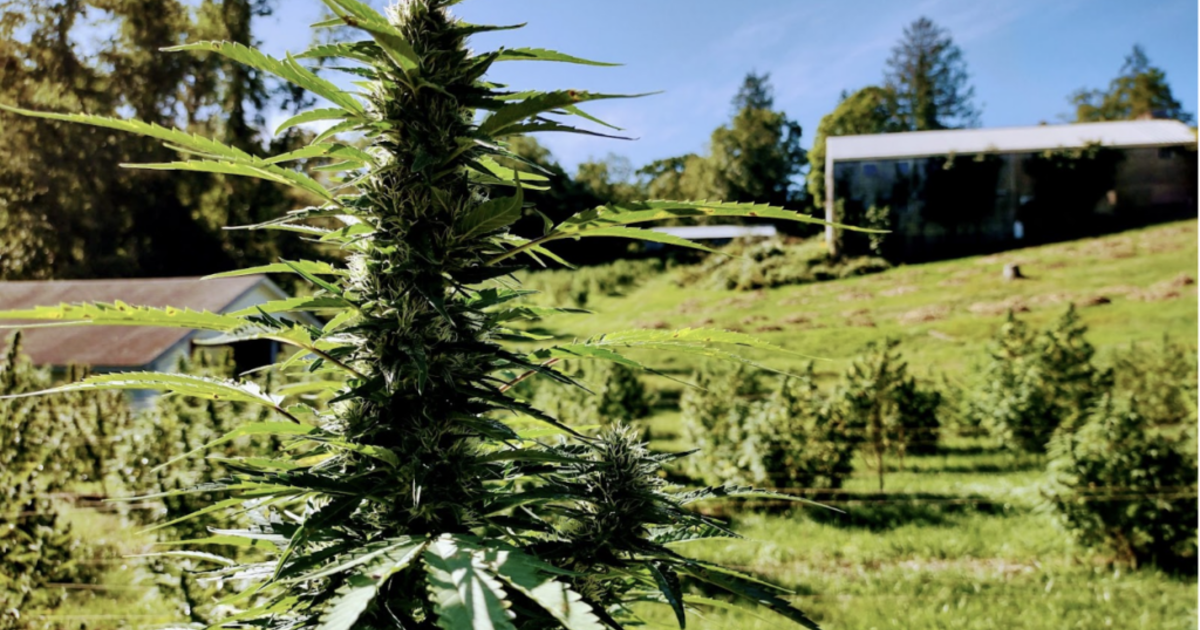 Hemp producers already obey the law. If only these bill sponsors would ...