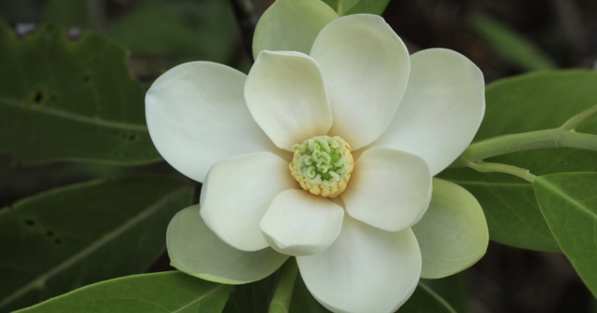 Bill naming the native sweetbay magnolia Georgia’s state flower is ...