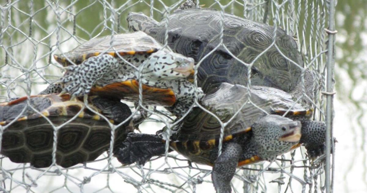 Georgia agency will research imperiled diamondback terrapin but ...