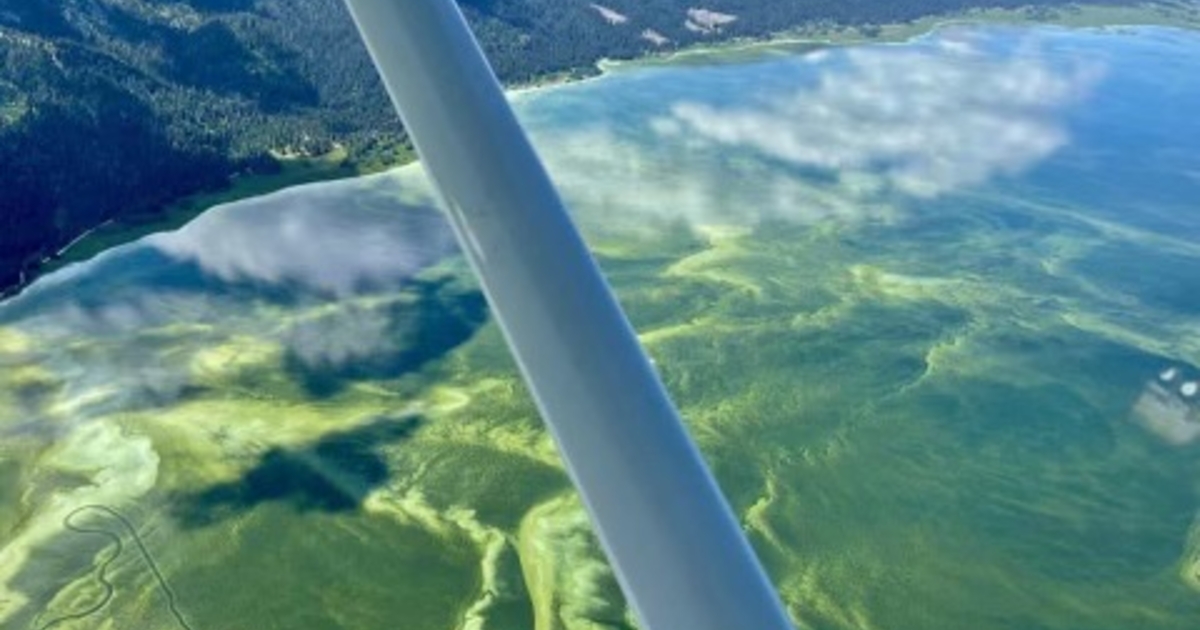 Harmful algal bloom advisory issued for Idaho’s Brownlee, Hells Canyon reservoirs | News From ...