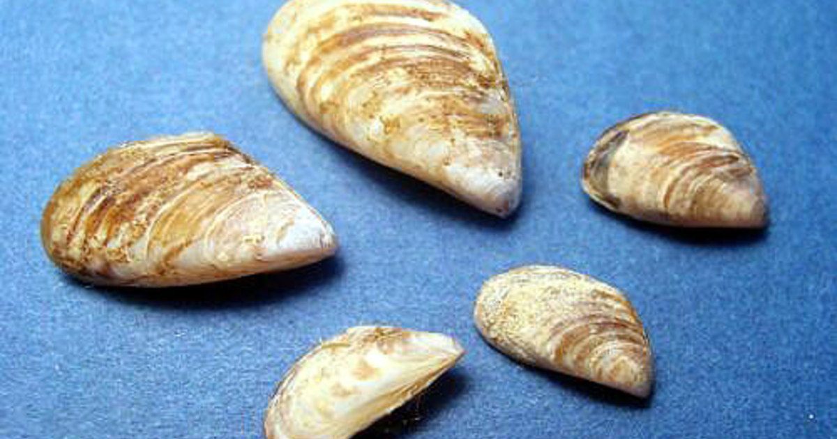 Idaho Department of Agriculture confirms invasive mussel species in ...