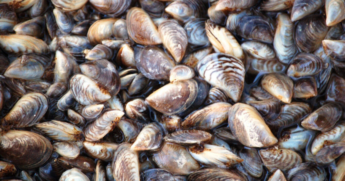Idaho officials are finding fewer invasive quagga mussels – and dead ...