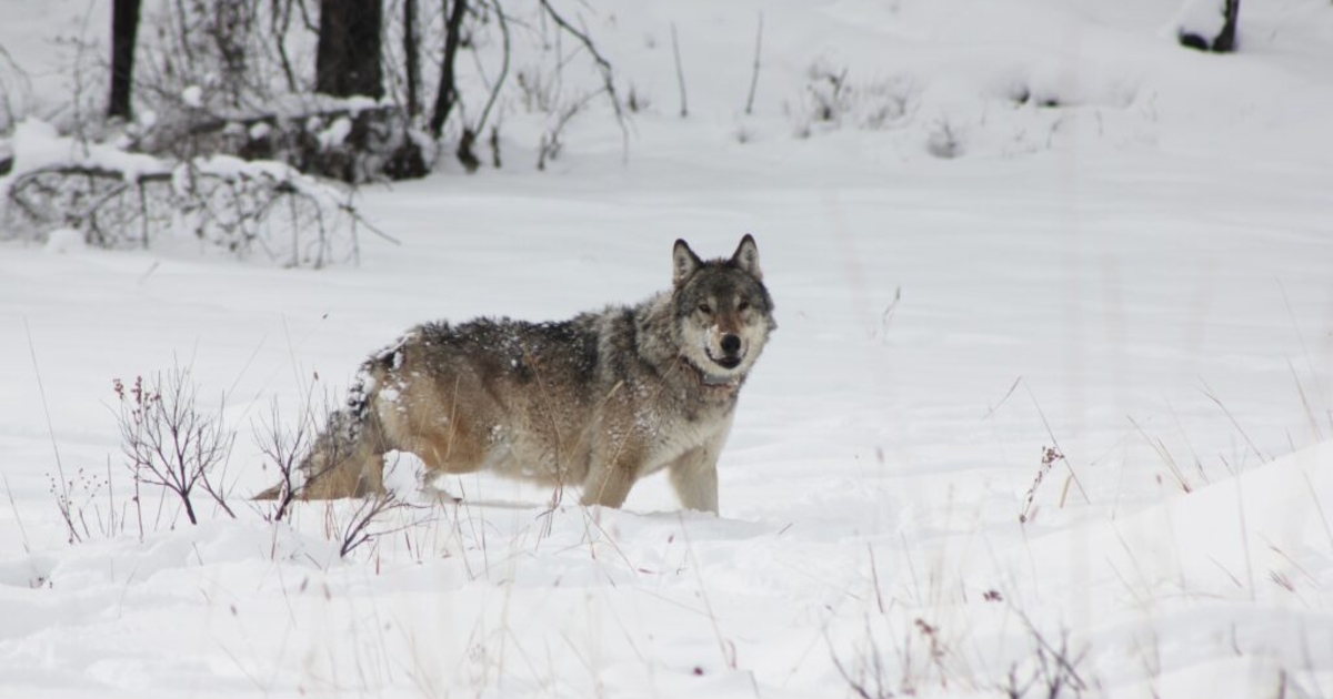 Introducing “Howl”: How wolf reintroduction into Yellowstone and Idaho ...