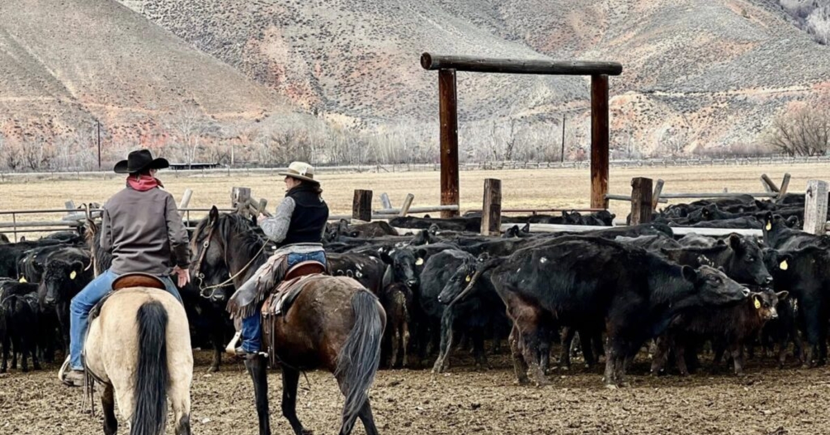 Cattle Battle: How wolves and livestock collide – and how one Idaho ...