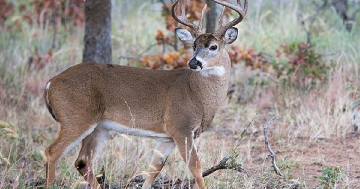 Senate kills nuisance deer bill over worries about youth hunting | News ...
