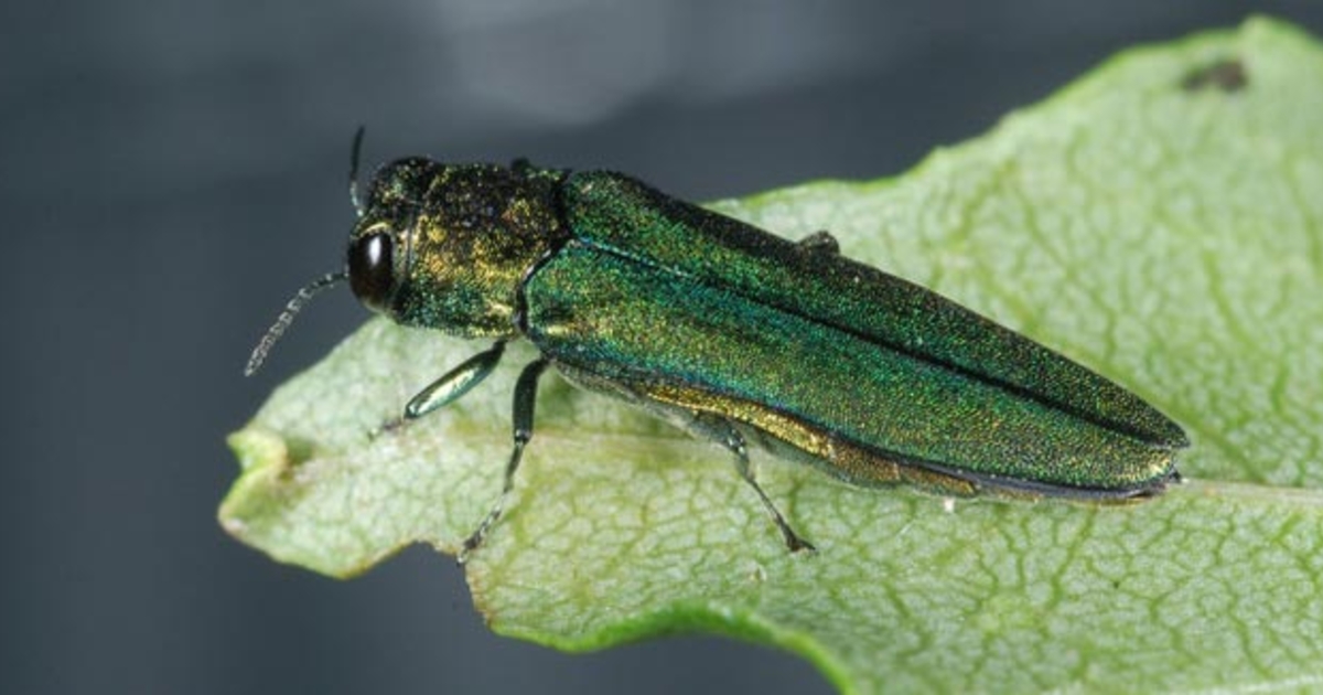 Invasive, ash-tree killing insect now present in all Iowa counties ...