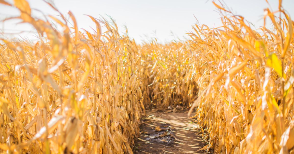 Corn mazes connect us to ancient rituals | News From The States