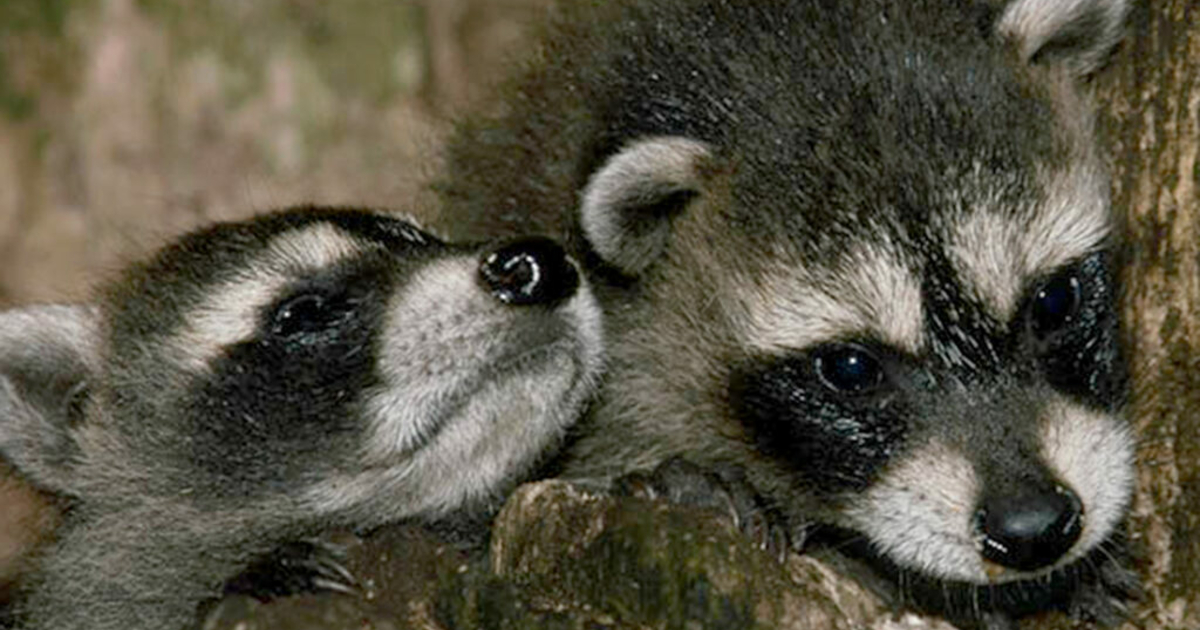 New bill would expand farmers’ ability to trap or kill varmints | News ...