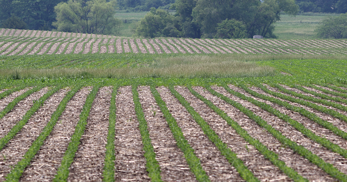 Manure-laced water flows into creek after grassed waterway was removed ...