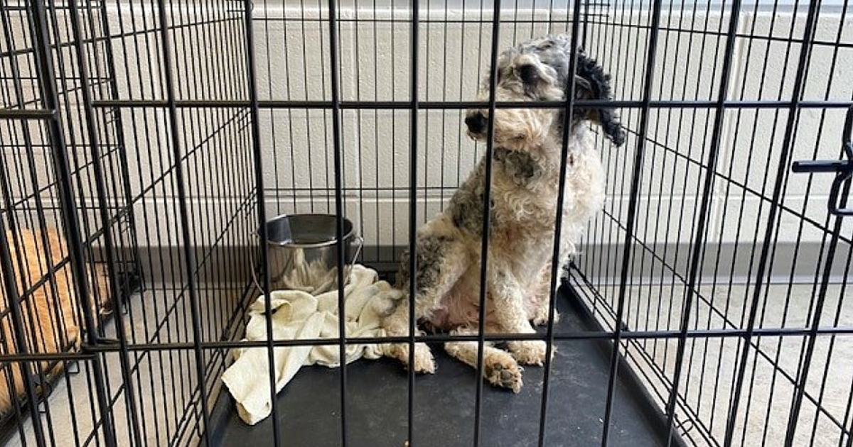 Dog breeder charged with 41 counts of animal neglect | News From The States