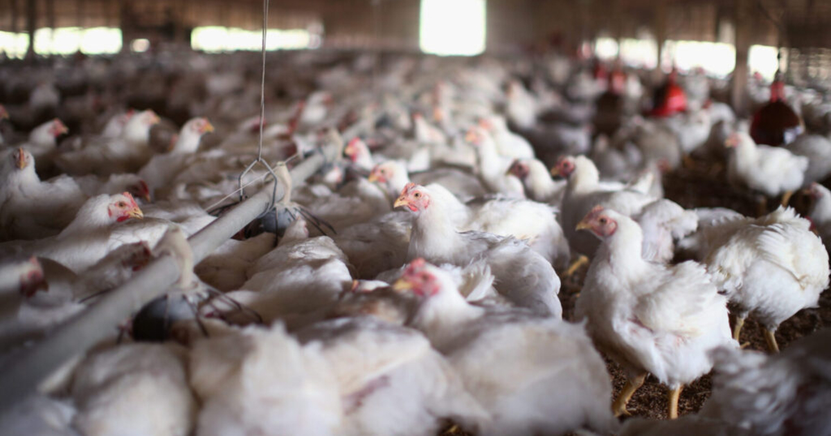 Podcast: Chickenizing the American food system | News From The States