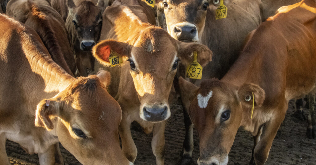 A floating barn and 150 pairs of boots | News From The States