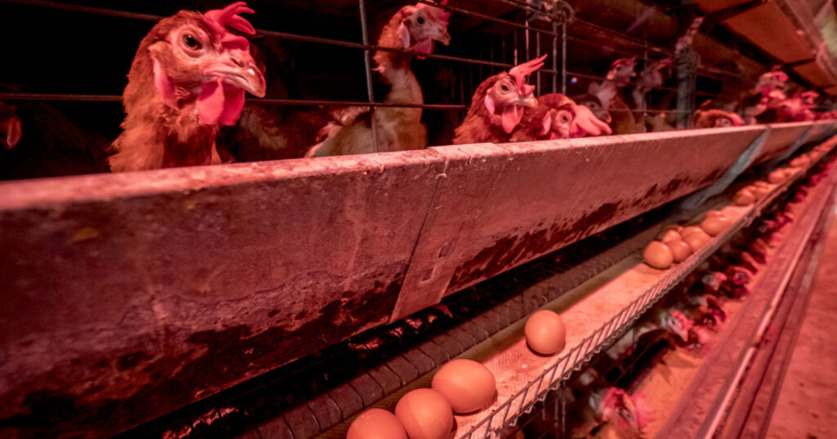 134M poultry and counting: Interactive charts show hardest-hit counties ...