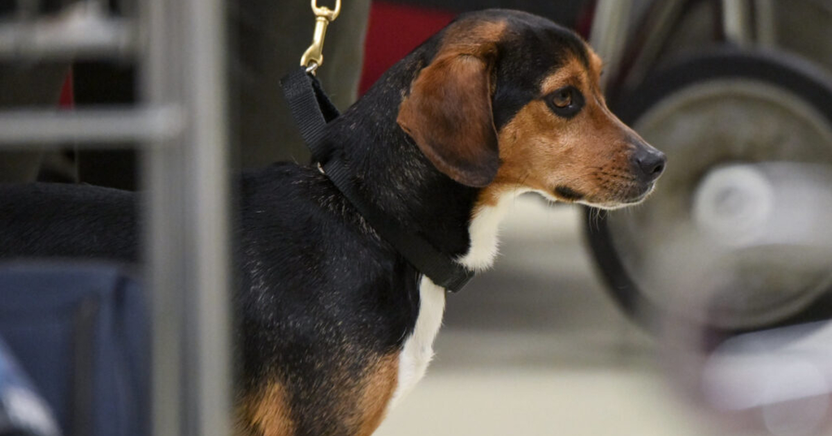 New law helps beagles stop foreign animal disease from entering country ...