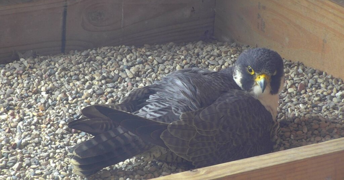 Iowa peregrine falcons saw ‘above average’ reproduction in 2024 | News ...