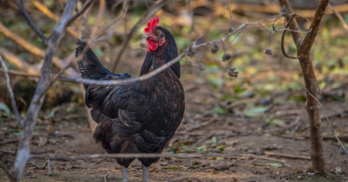 Bird flu persists across the country; Iowa logs fifth and sixth ...