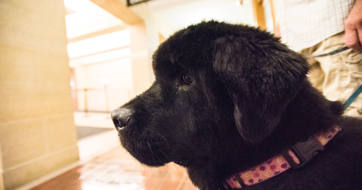 IDALS launches animal welfare handbook for local officials | News From ...