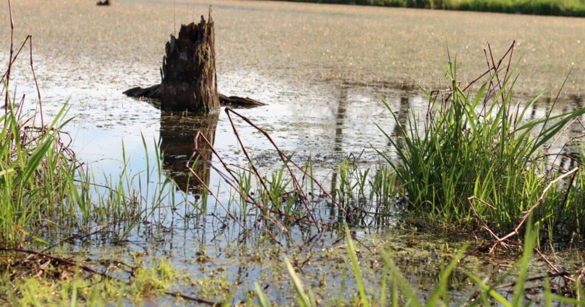 Swampbuster case dismissed by federal judge | News From The States
