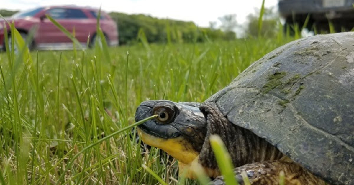 Wild Turtle Week offers education, ideas to protect Iowa’s native ...