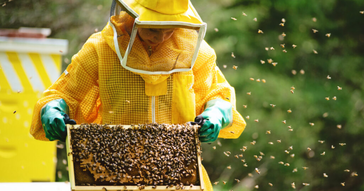 Bee season starts 17 days early, potentially damaging hives, experts ...