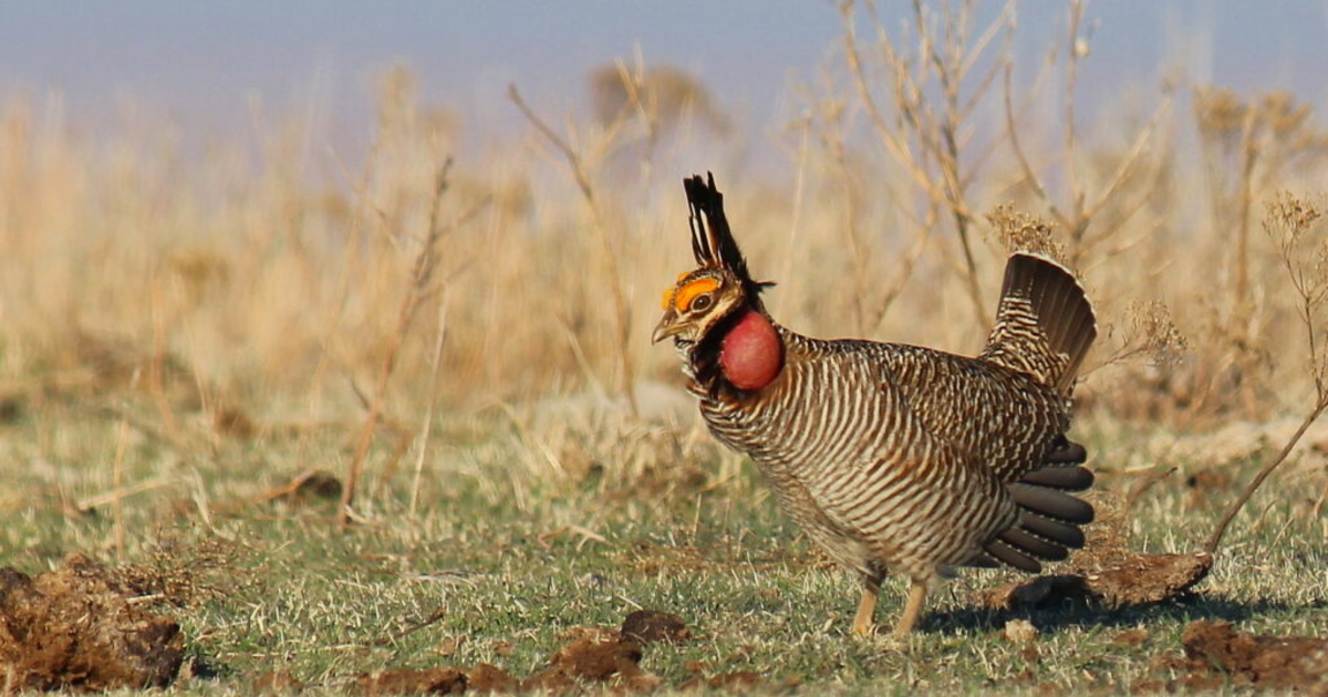 Kansas lesser prairie chicken loses endangered species act protections ...