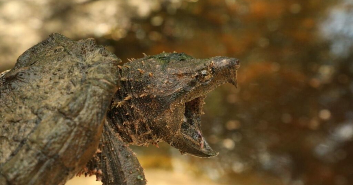 Alligator snapping turtle, nearly extinct in Kansas, could be listed as ...