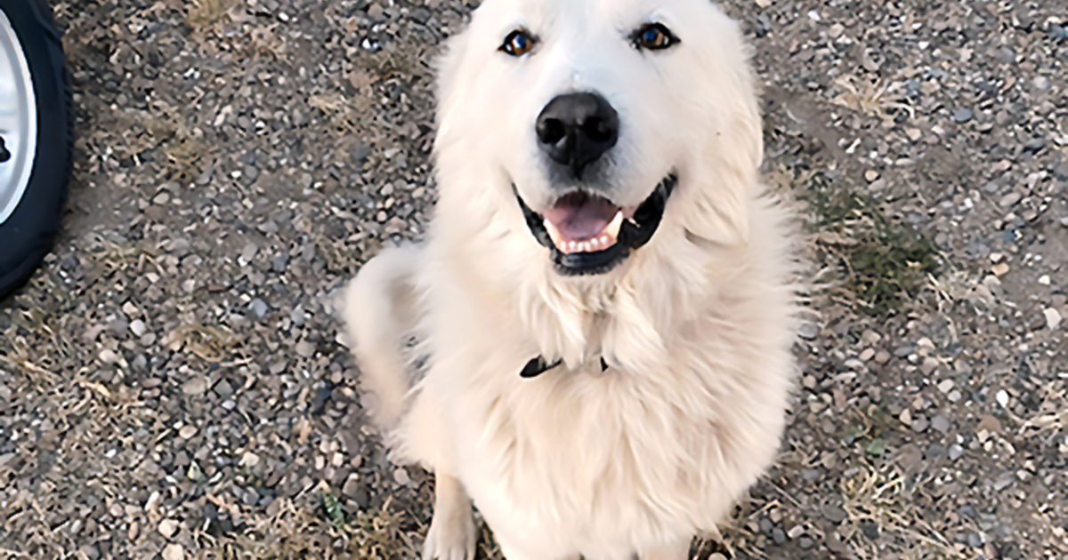 We welcomed an abandoned dog into our family. But dog dumping harms ...