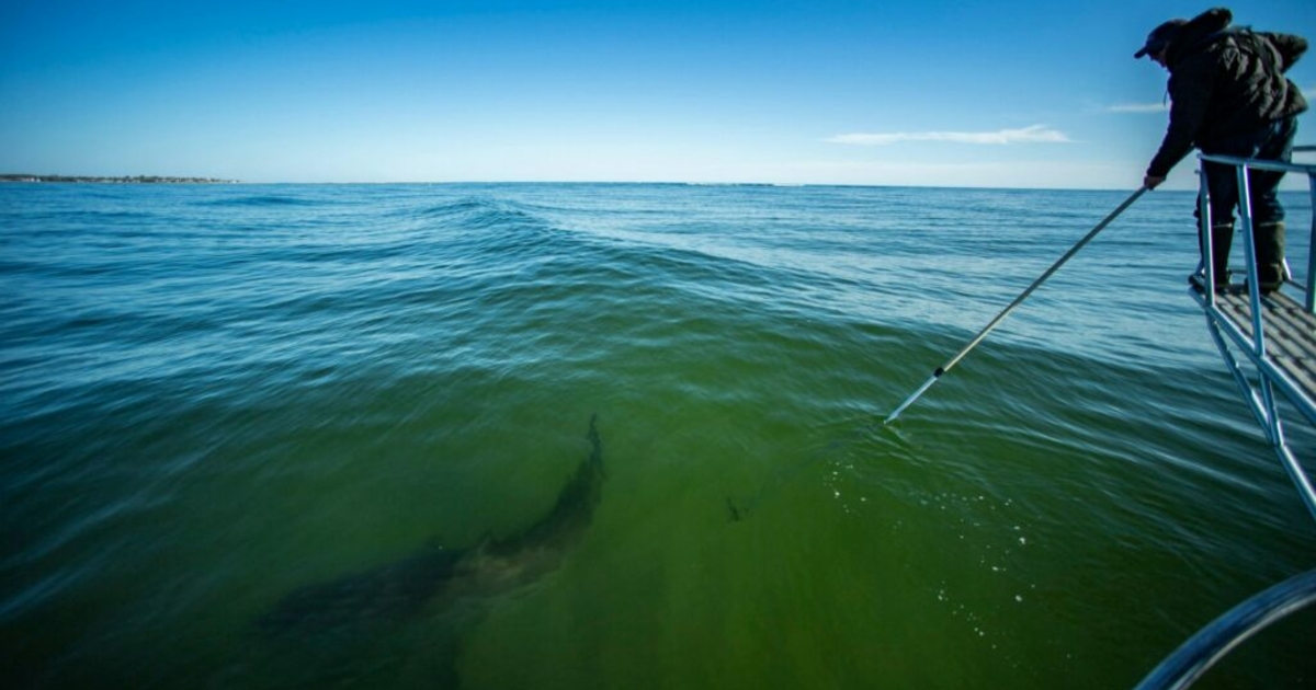 ‘Jaws’ portrayed sharks as monsters 50 years ago, but it also inspired ...