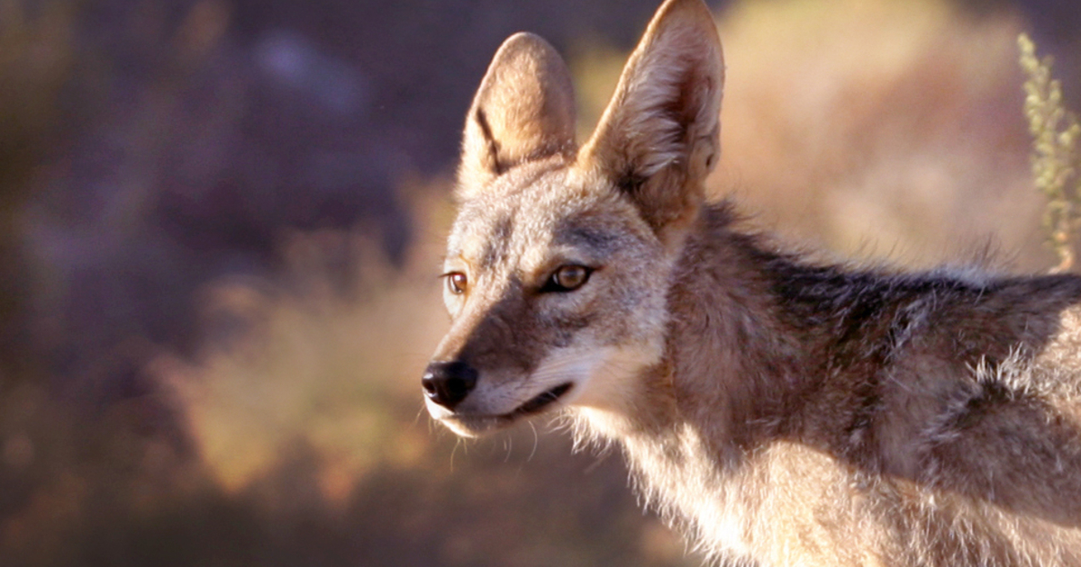 Expand the night-vision hunting season for Kansas’ top varmint? I’m ...